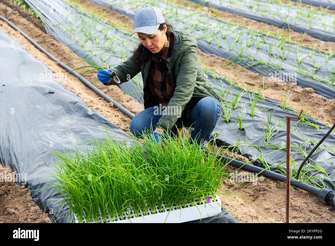 Asian female gardener planting sprouts of garlic Stock Photo - Alamy