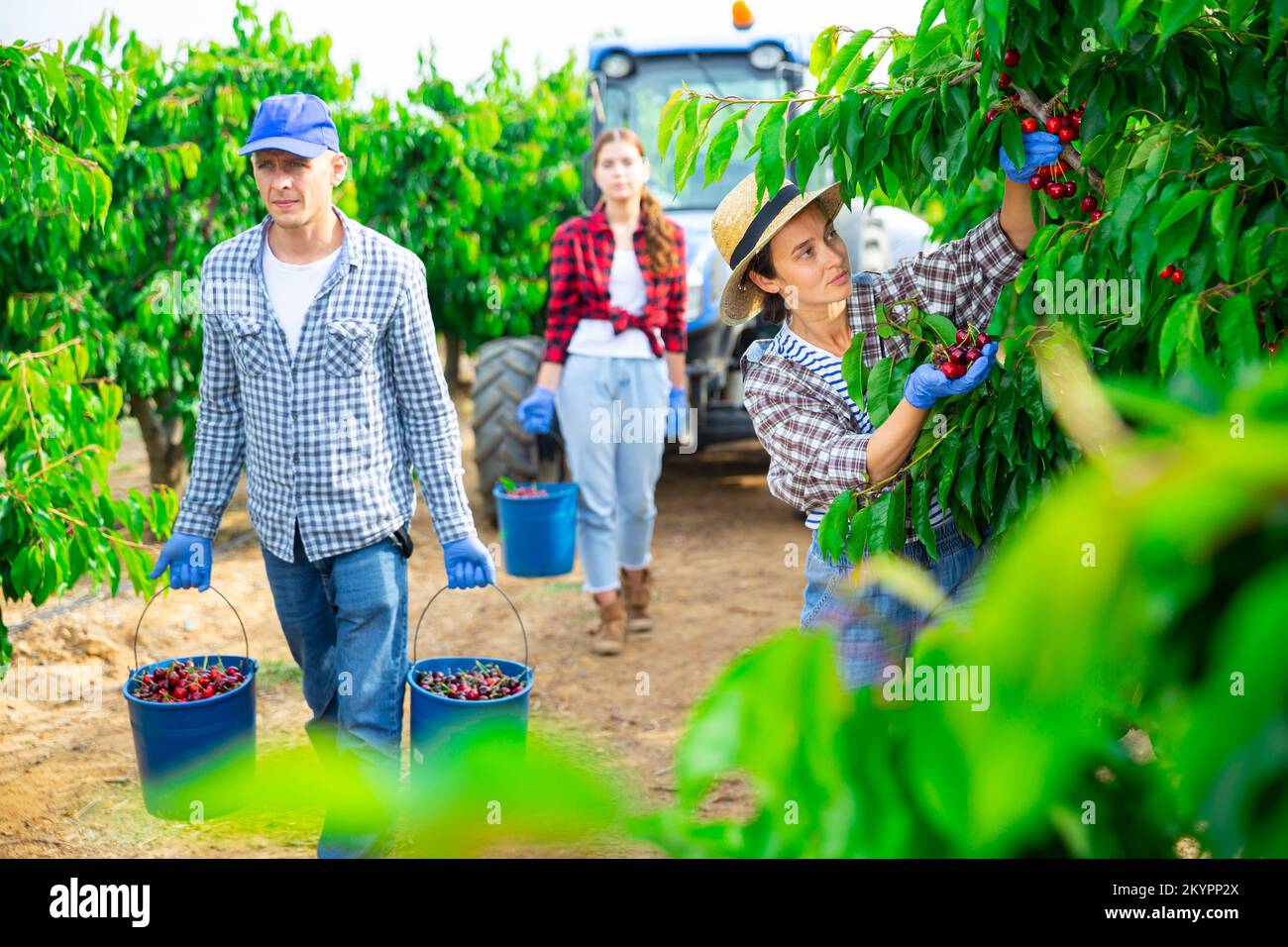 Farmers picking sweet cherries in fruit garden Stock Photo - Alamy
