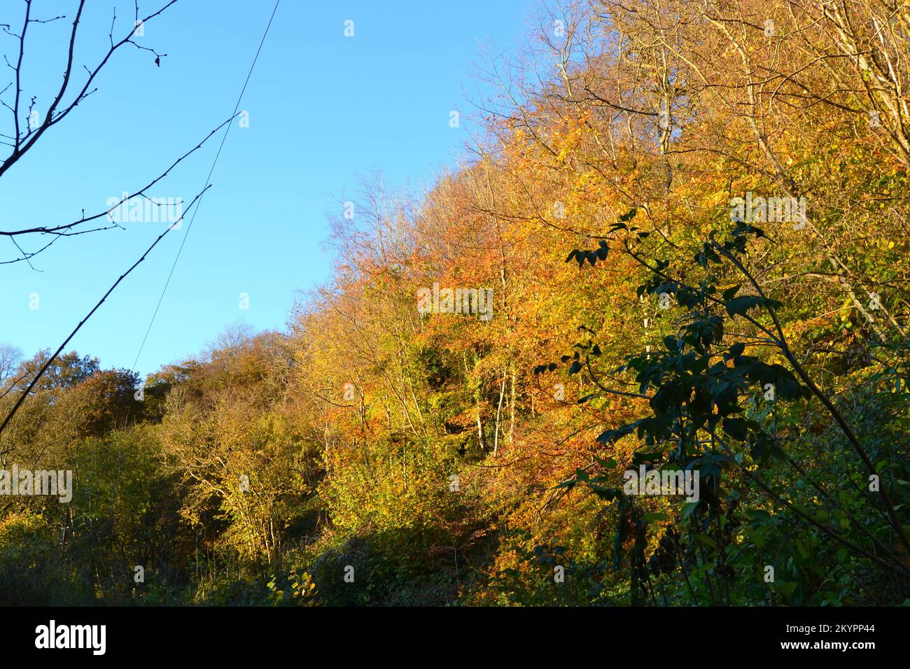 Sevenoaks forest hi-res stock photography and images - Alamy