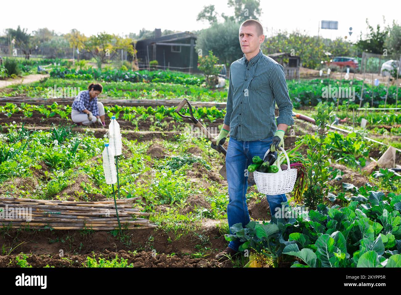 Amateur gardener carrying vegetable harvest in kitchen garden Stock ...