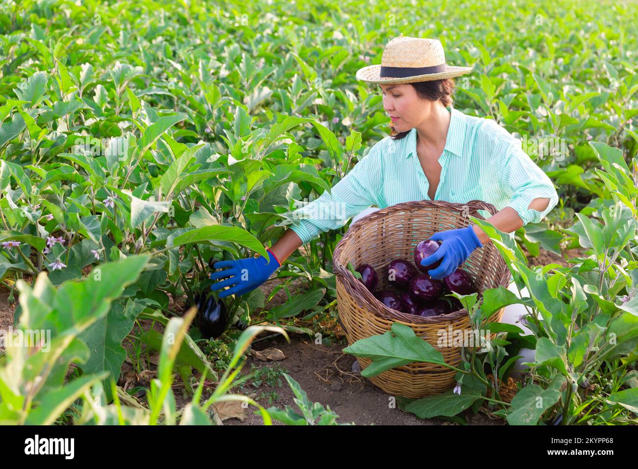 Woman harvesting eggplants Stock Photo - Alamy