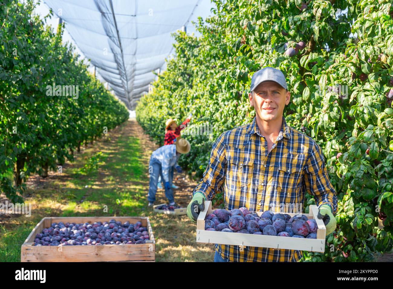 Man farm worker gathering harvest of ripe plums Stock Photo - Alamy
