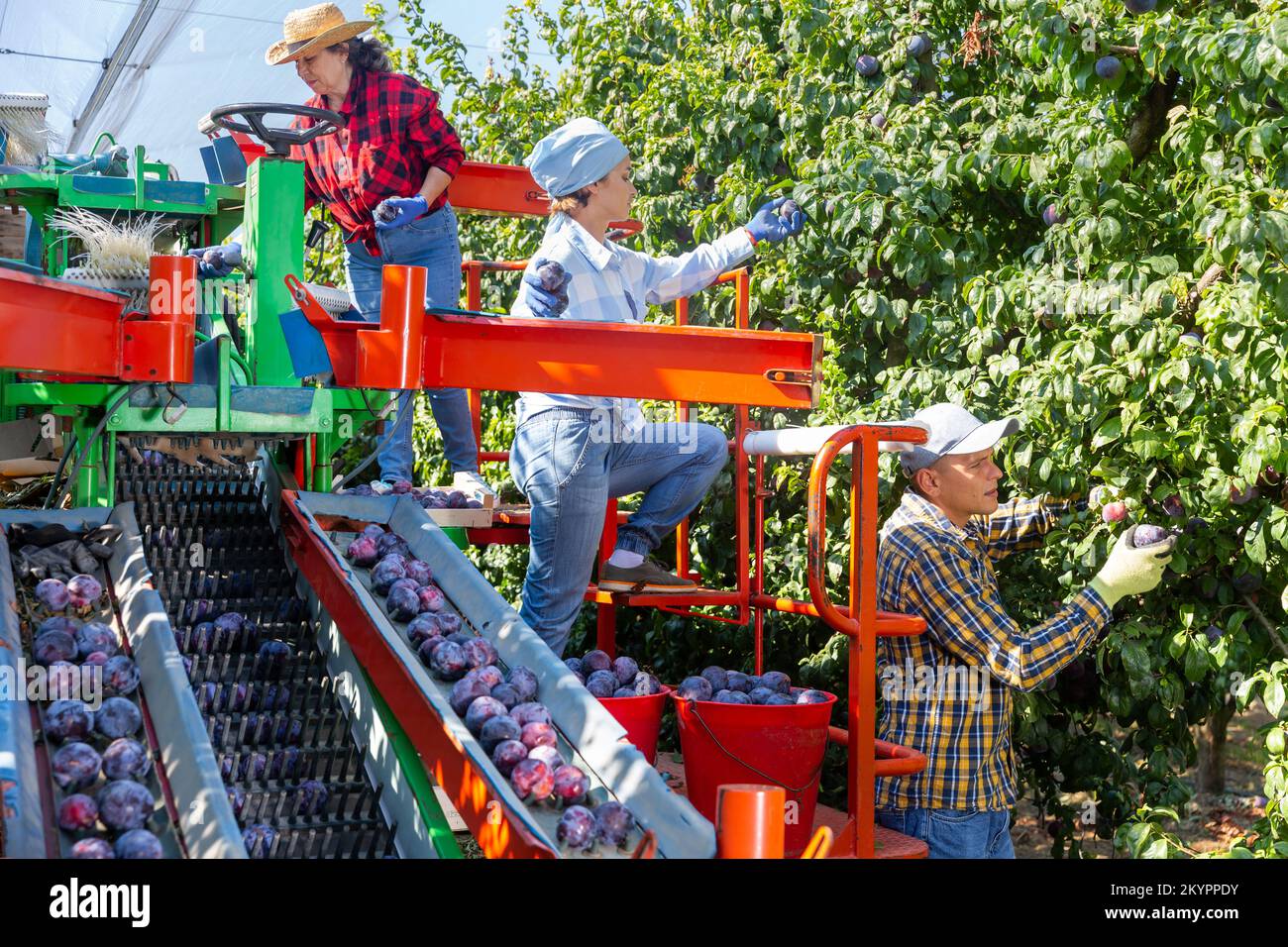 Female horticulturist harvesting plum hi-res stock photography and ...