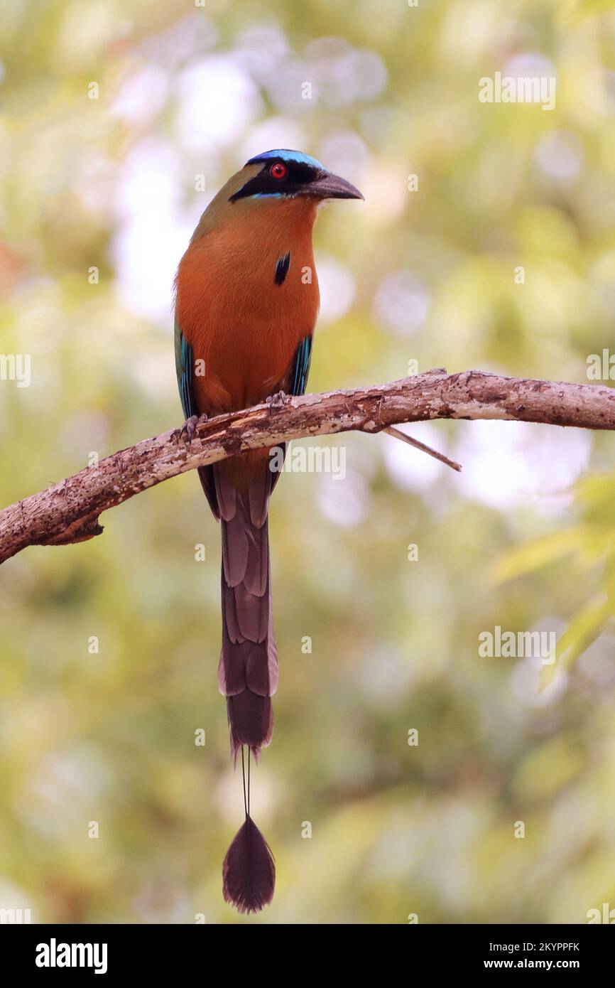 Momotus momota parensis hi-res stock photography and images - Alamy