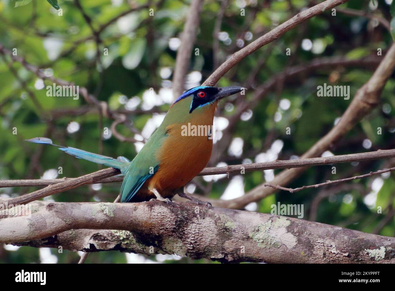 Amazonian Motmot (Momotus momota) perched on vegetation. side view ...