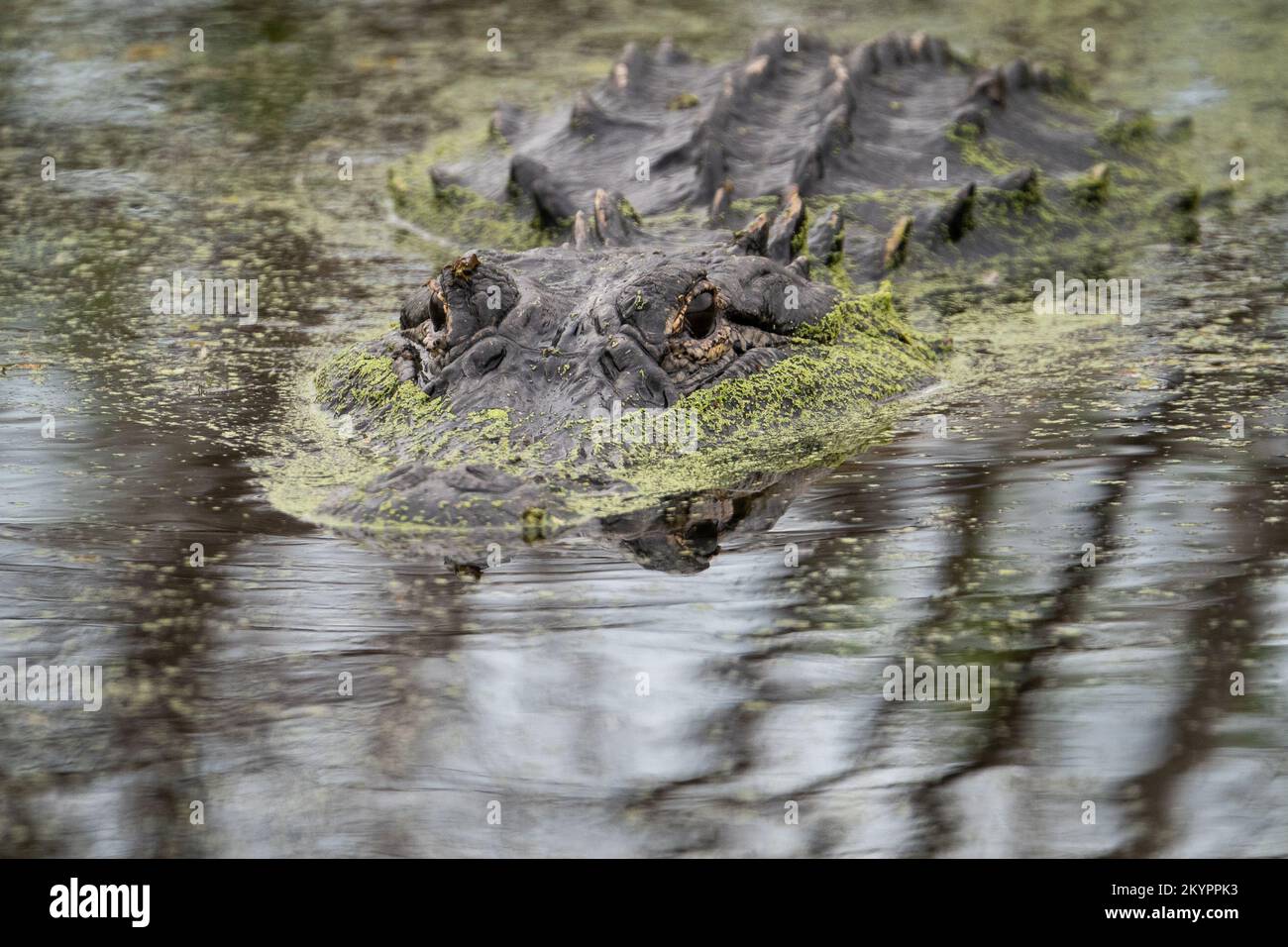 An American alligator slipping through the water Stock Photo - Alamy