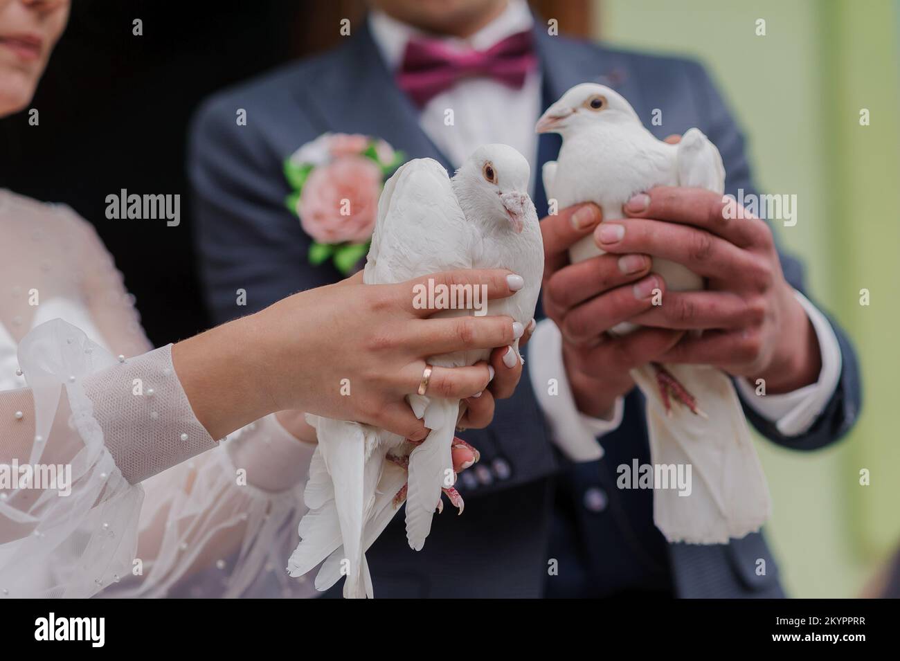 A pair of white doves in the hands of the newlyweds. Bride and groom ...