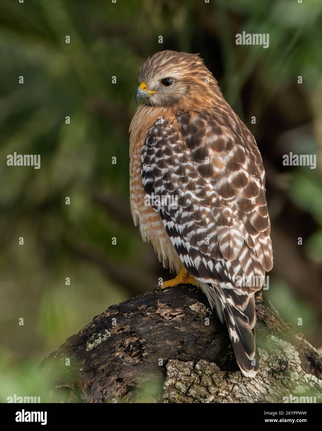 A red-shouldered hawk perched Stock Photo - Alamy
