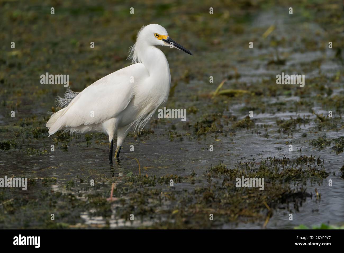 A snowy egret in a swamp Stock Photo - Alamy
