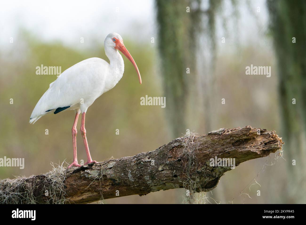 A white ibis set against the beautiful Spanish moss Stock Photo - Alamy
