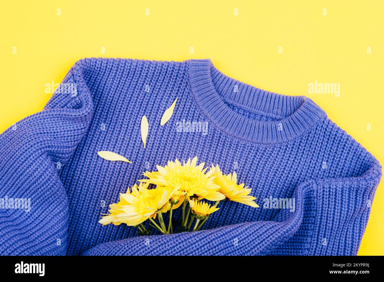 Bouquet of yellow chrysanthemums wrapped in a purple sweater ...