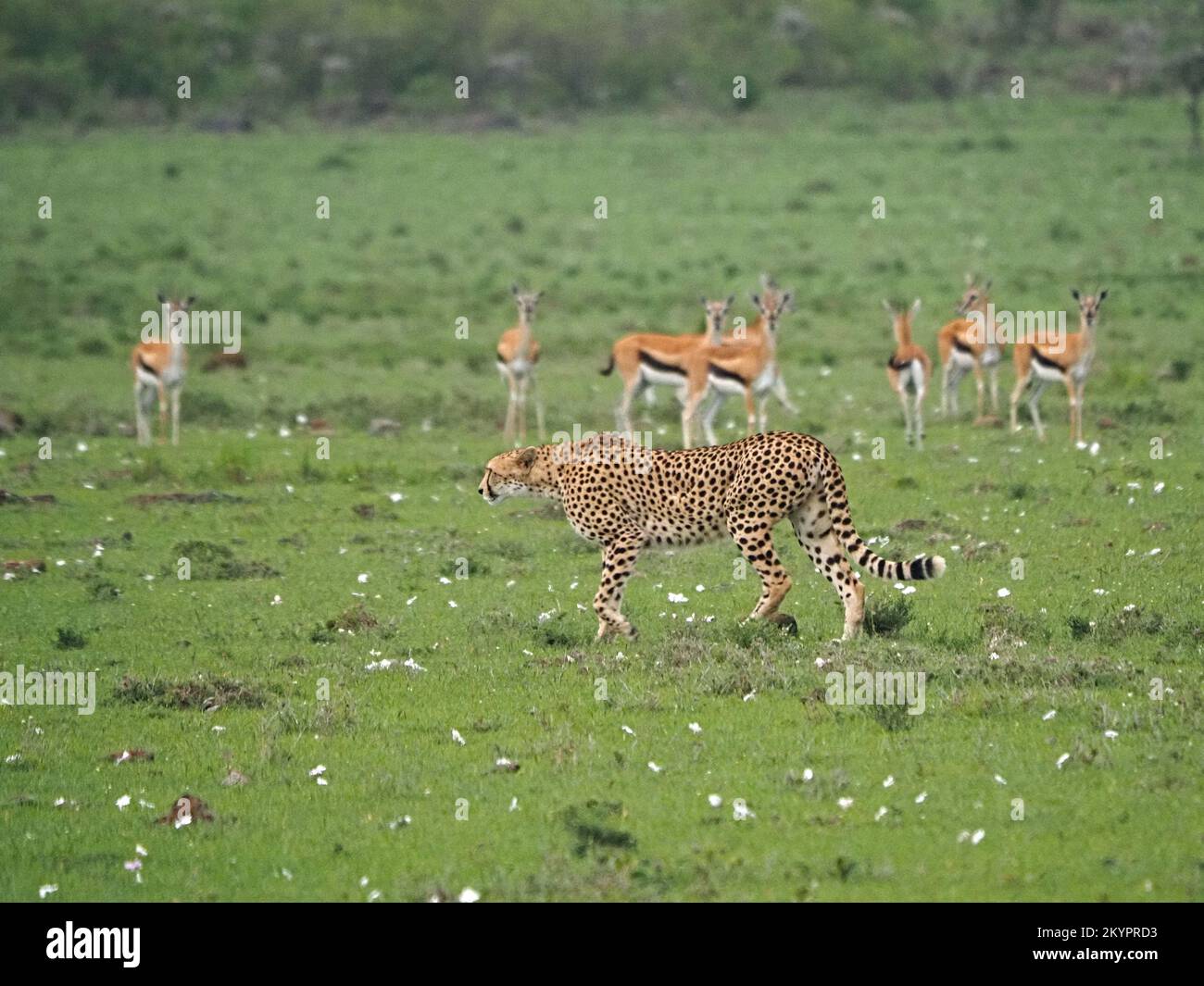 Cheetah cub gazelle hi-res stock photography and images - Alamy