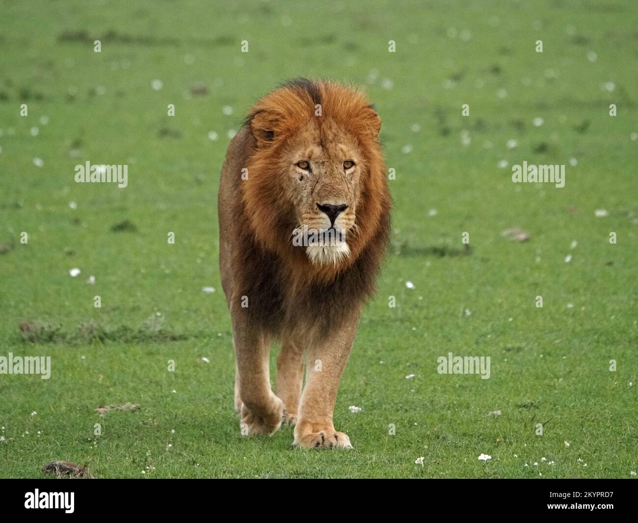 focussed single adult male lion (Panthera leo) with big mane walking ...
