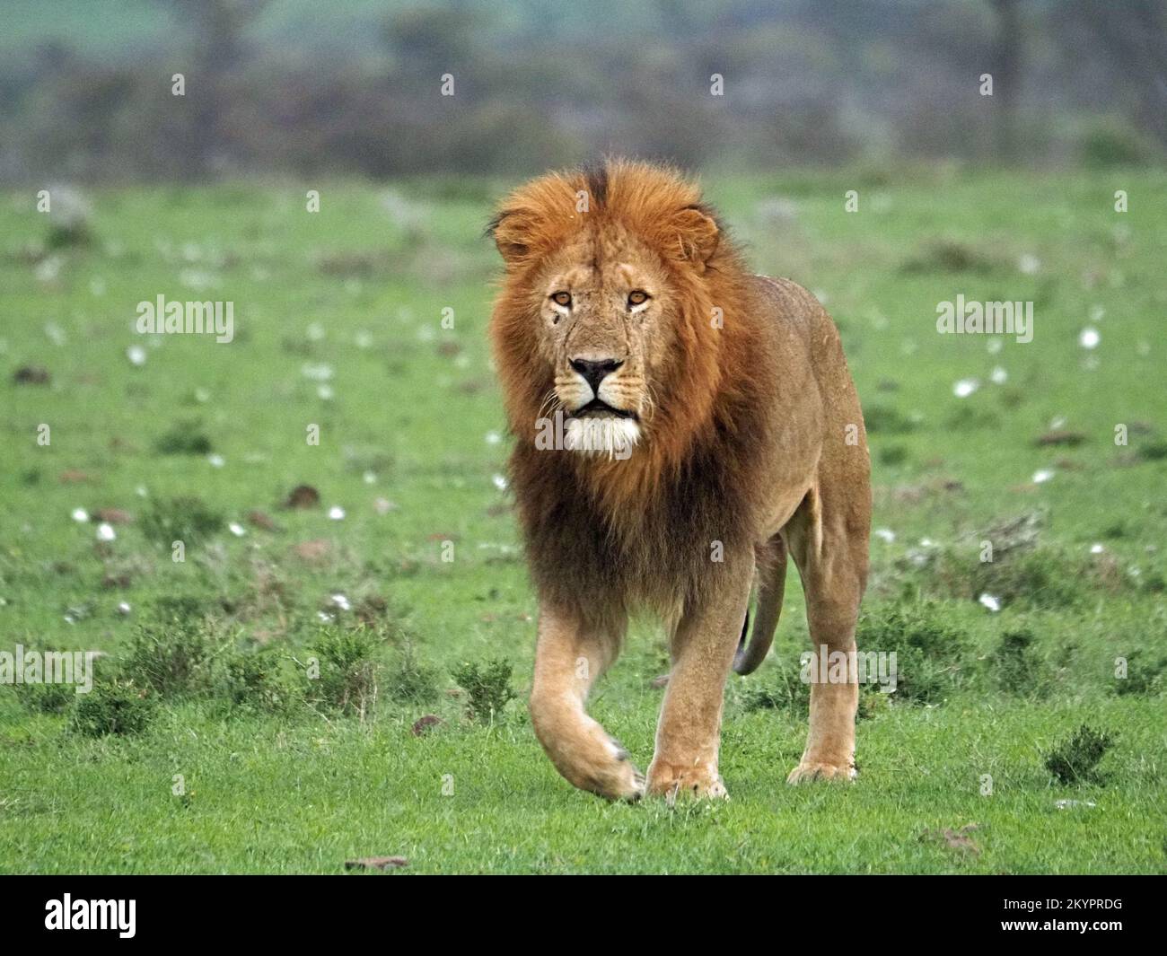 focussed single adult male lion (Panthera leo) with big mane walking ...