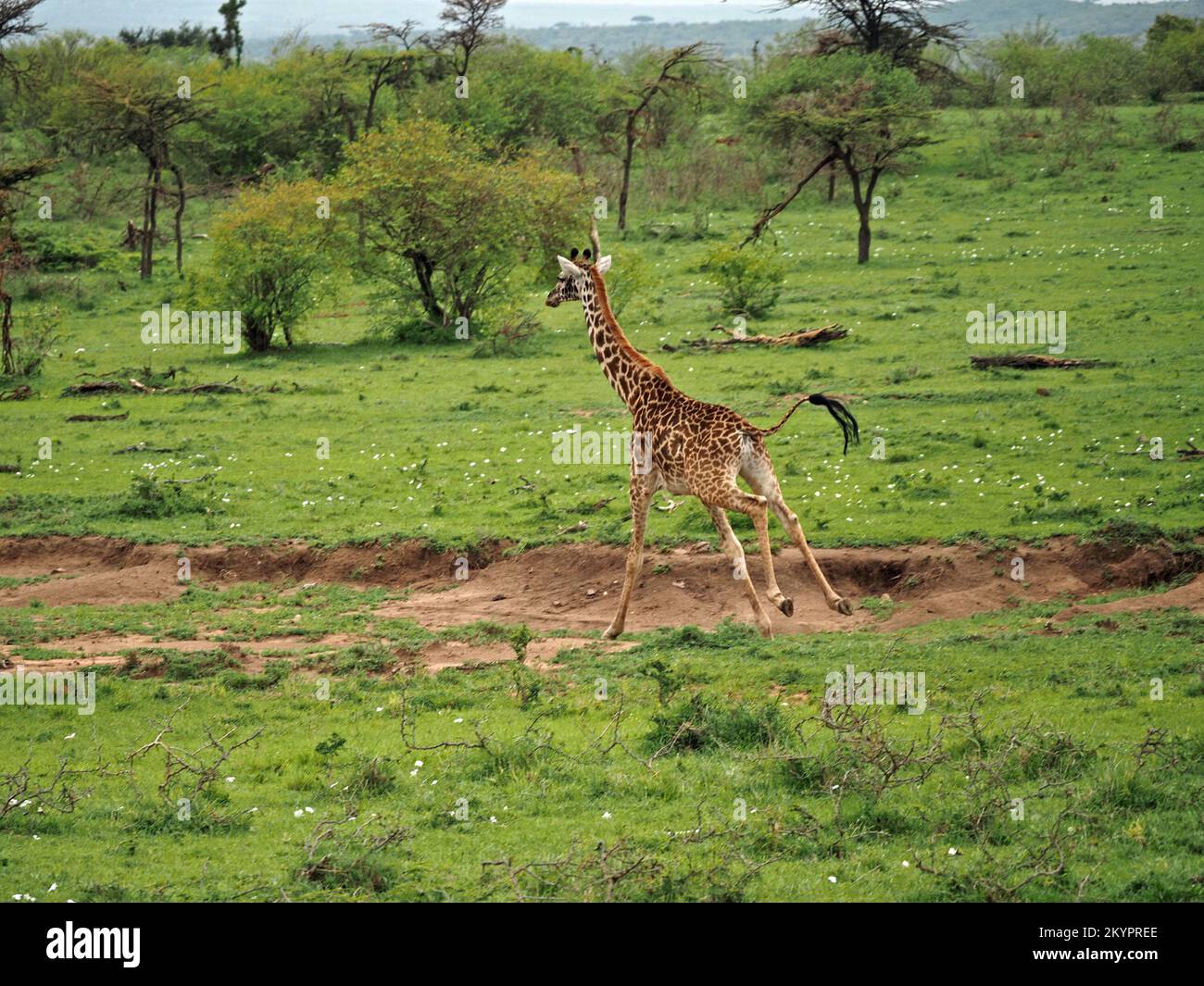juvenile Masai Giraffe (Giraffa camelopardalis tippelskirchi or Giraffa ...