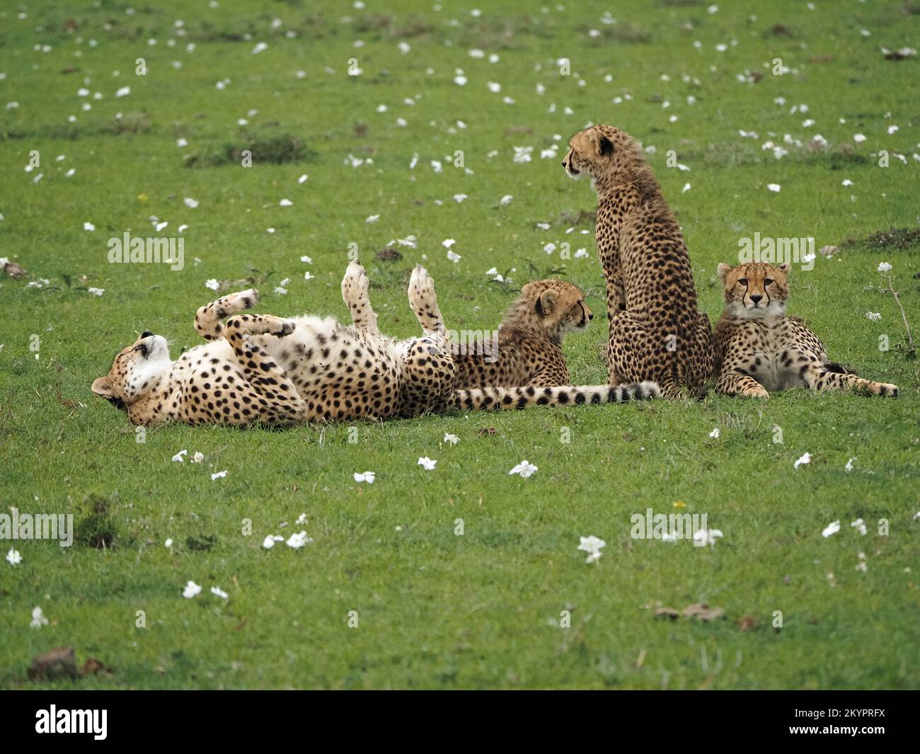 Cheetah cubs black and white hi-res stock photography and images - Alamy