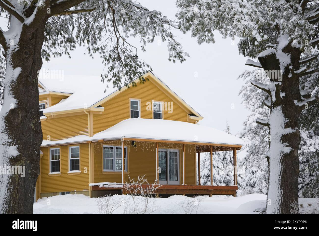 Mustard yellow country cottage style home facade framed by snow covered ...