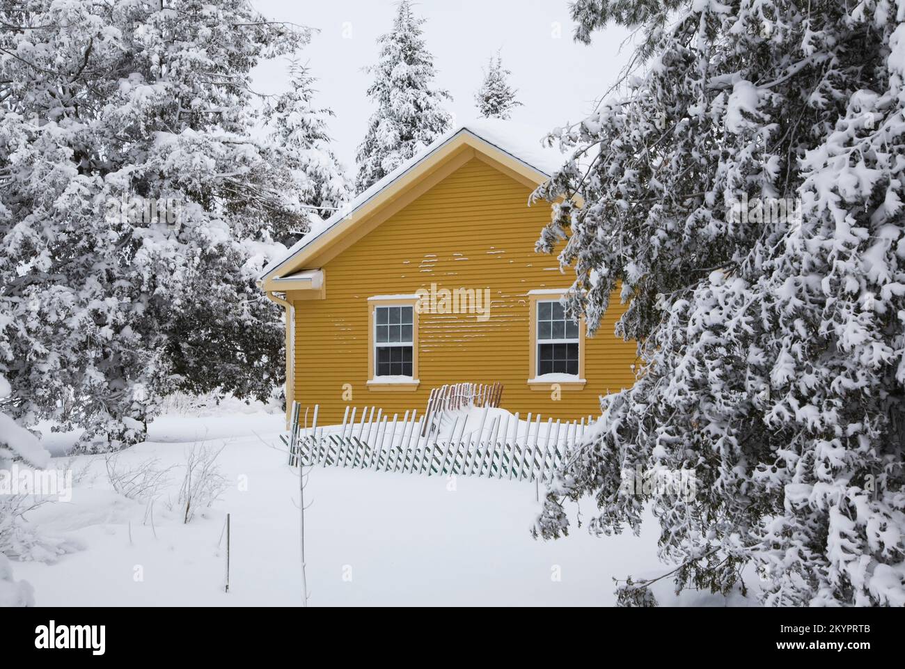 Partial view of mustard yellow country cottage style home framed by ...