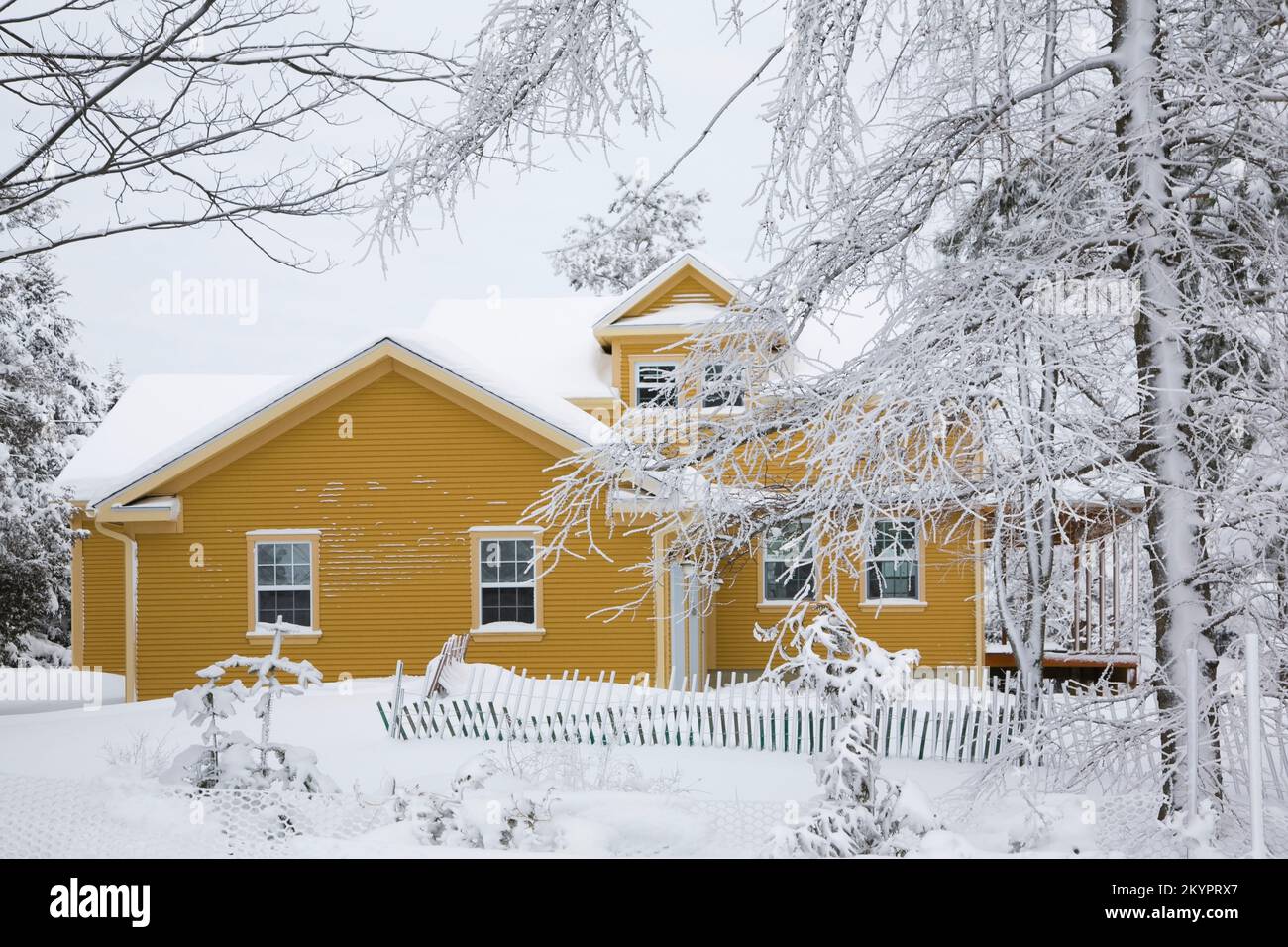 Mustard yellow country cottage style home framed by snow covered trees ...