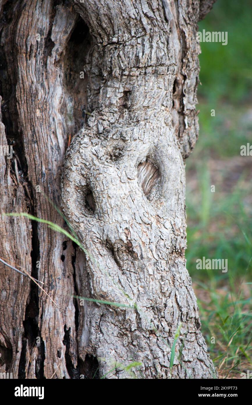 Ulivi deformi, Deformed olive trees Stock Photo - Alamy