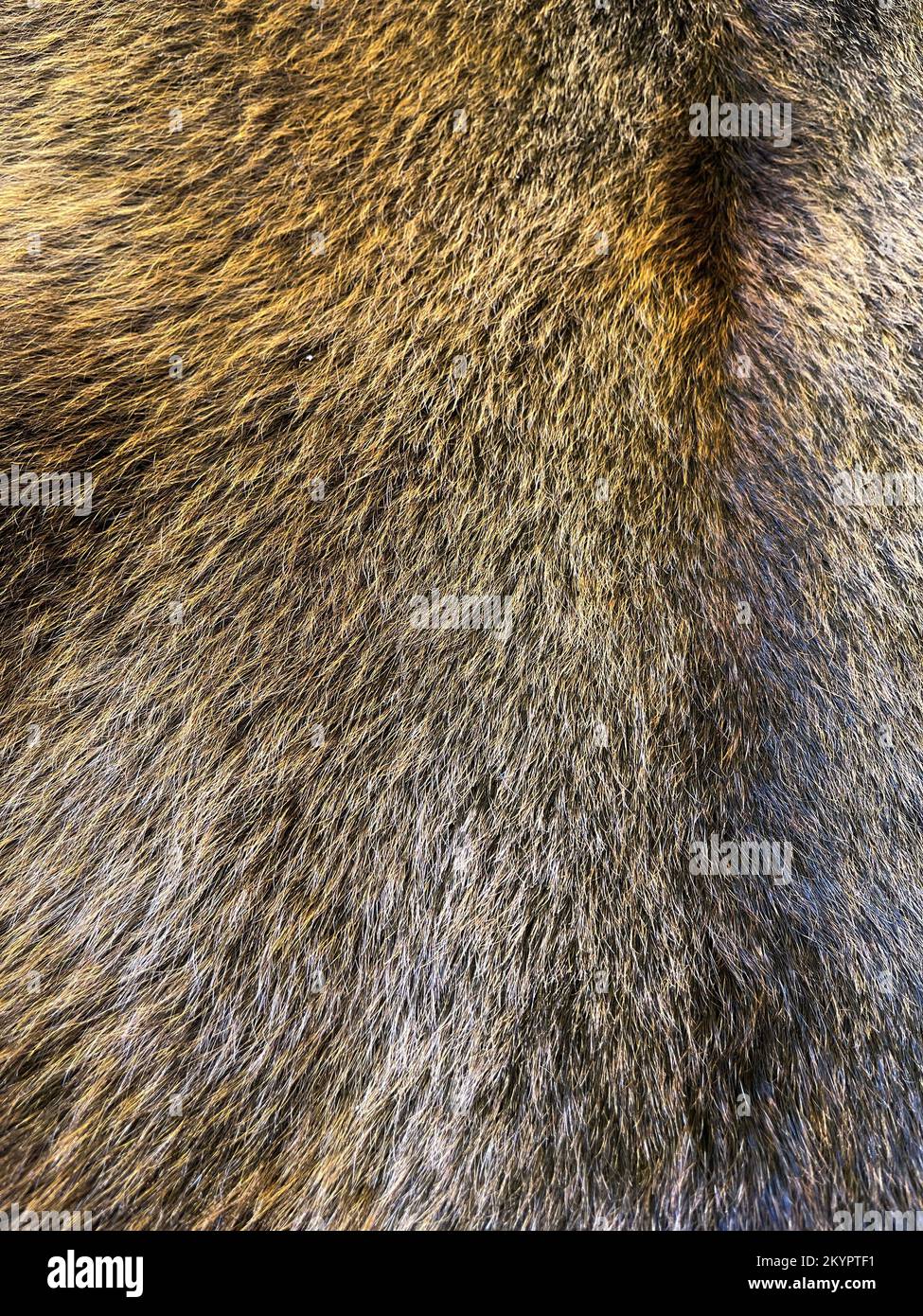 Brown bear skin hi-res stock photography and images - Alamy