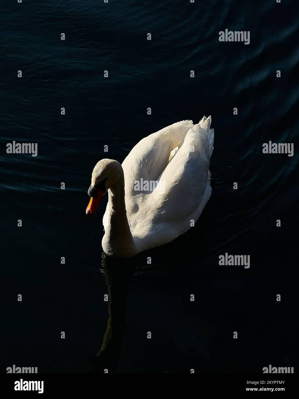 White swan on a dark lake background with above ground composition to ...