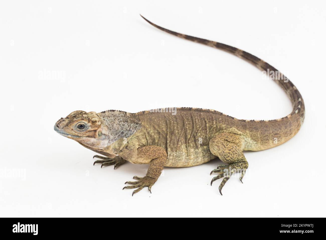 Hispaniolan Rhinoceros Iguana lizard Cyclura cornuta cornuta isolated ...
