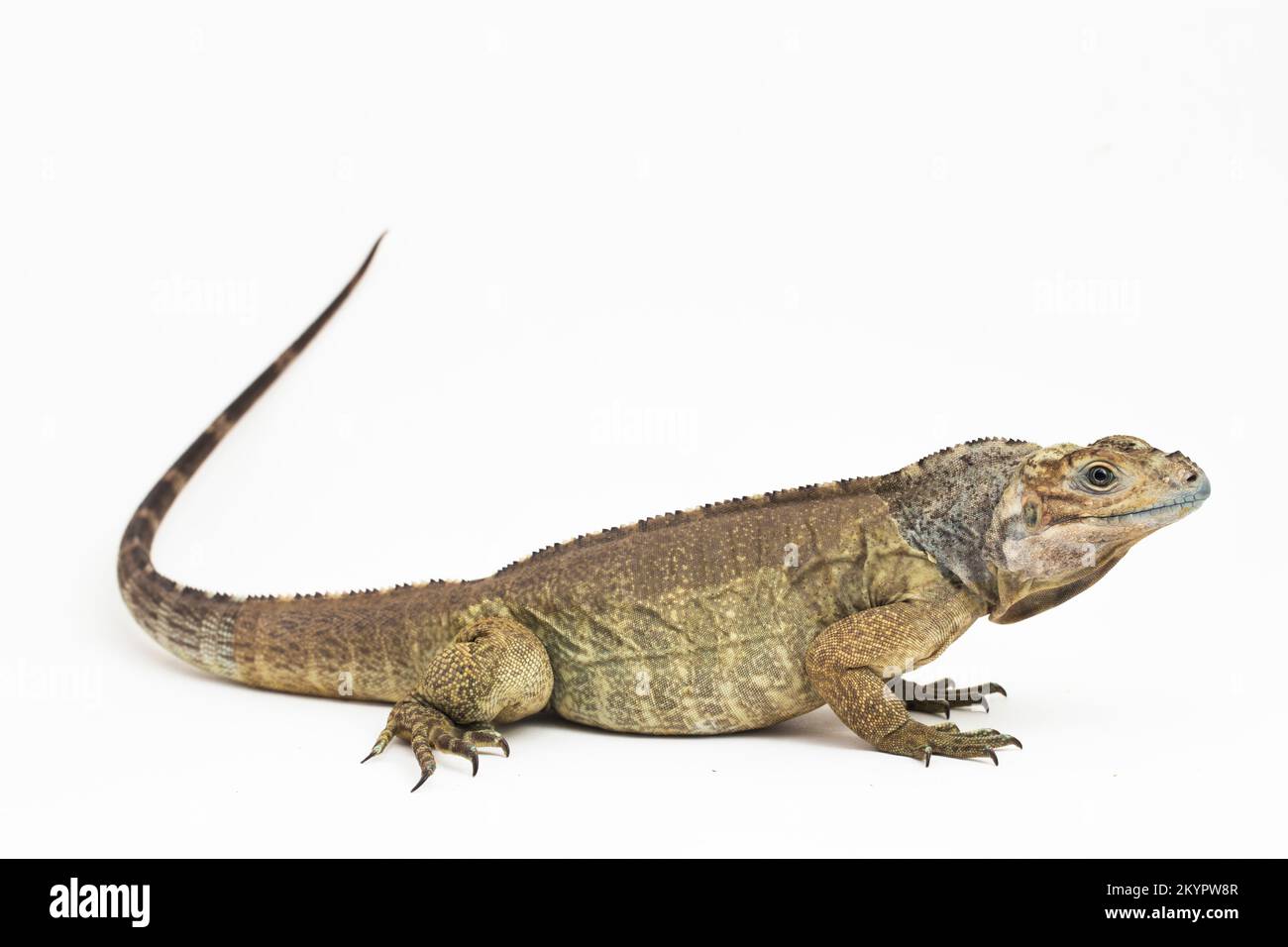 Hispaniolan Rhinoceros Iguana lizard Cyclura cornuta cornuta isolated ...