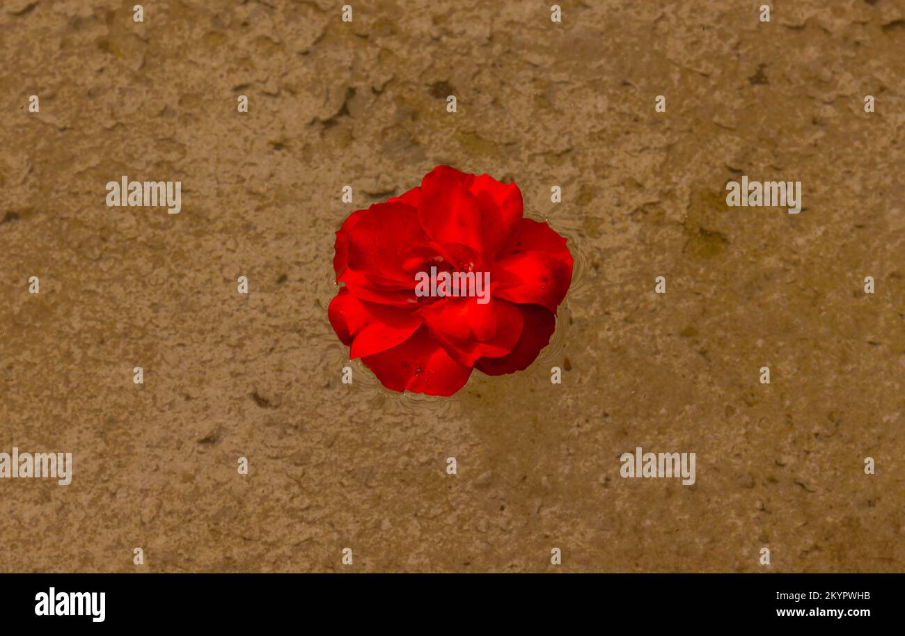 The fallen flower Stock Photo - Alamy