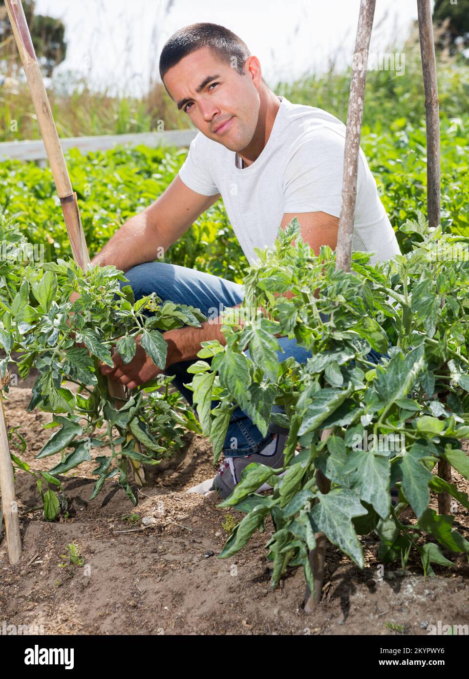 Man professional horticulturist working with tomatoes bushes in garden ...