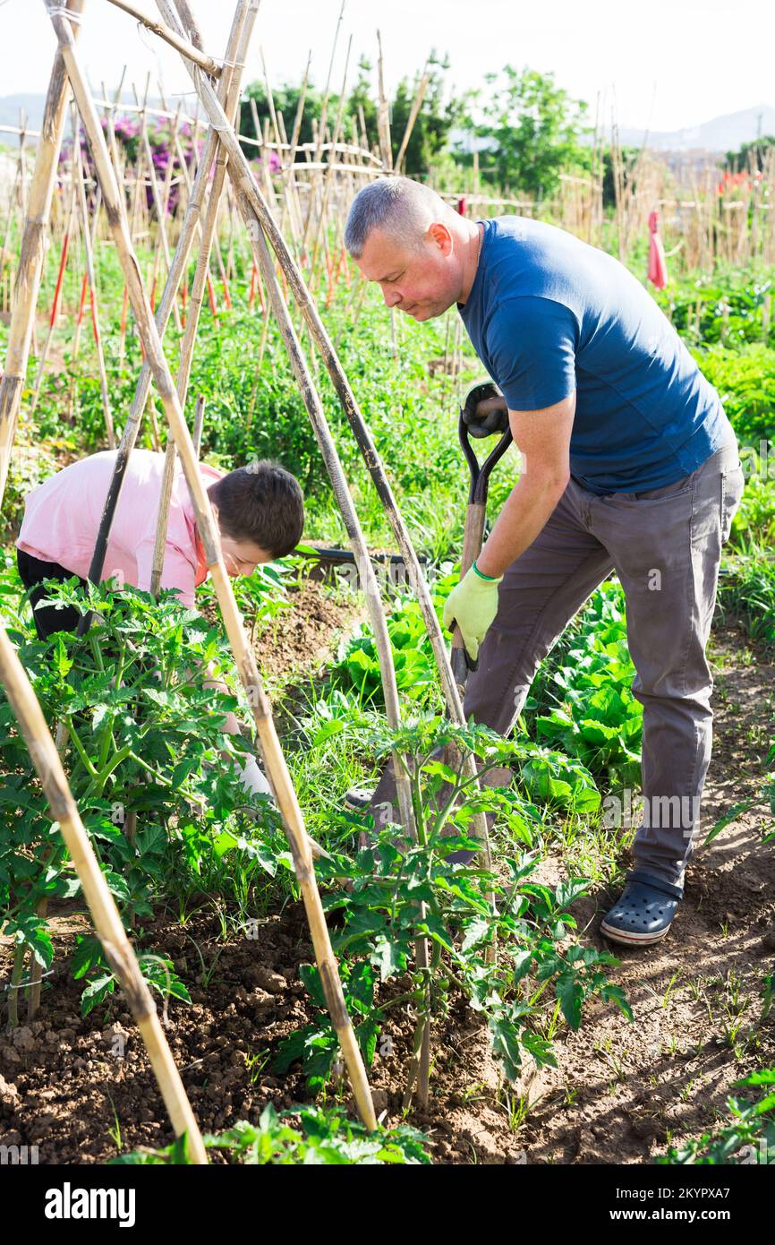 Preteen boy helping father work in vegetable garden Stock Photo - Alamy