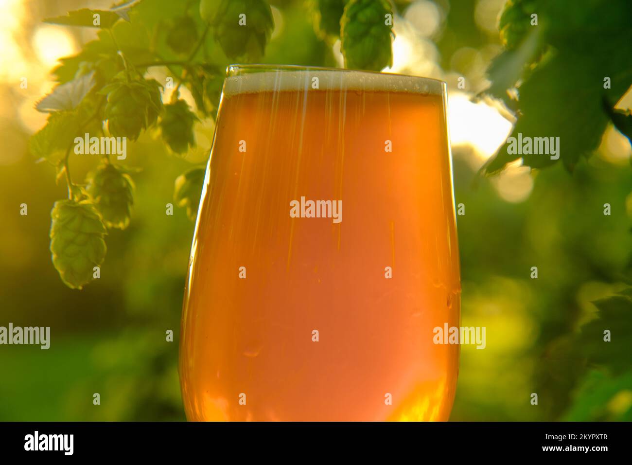 Beer glass on a green hop plantation.Beer foam close-up.Hop cones and ...