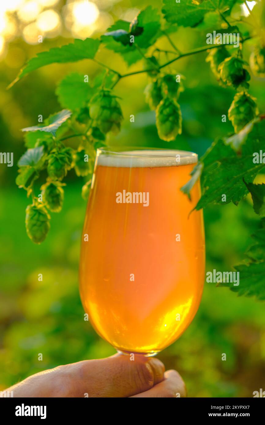 Beer glass close-up in hand in the sun on a green hop plantation.Beer ...