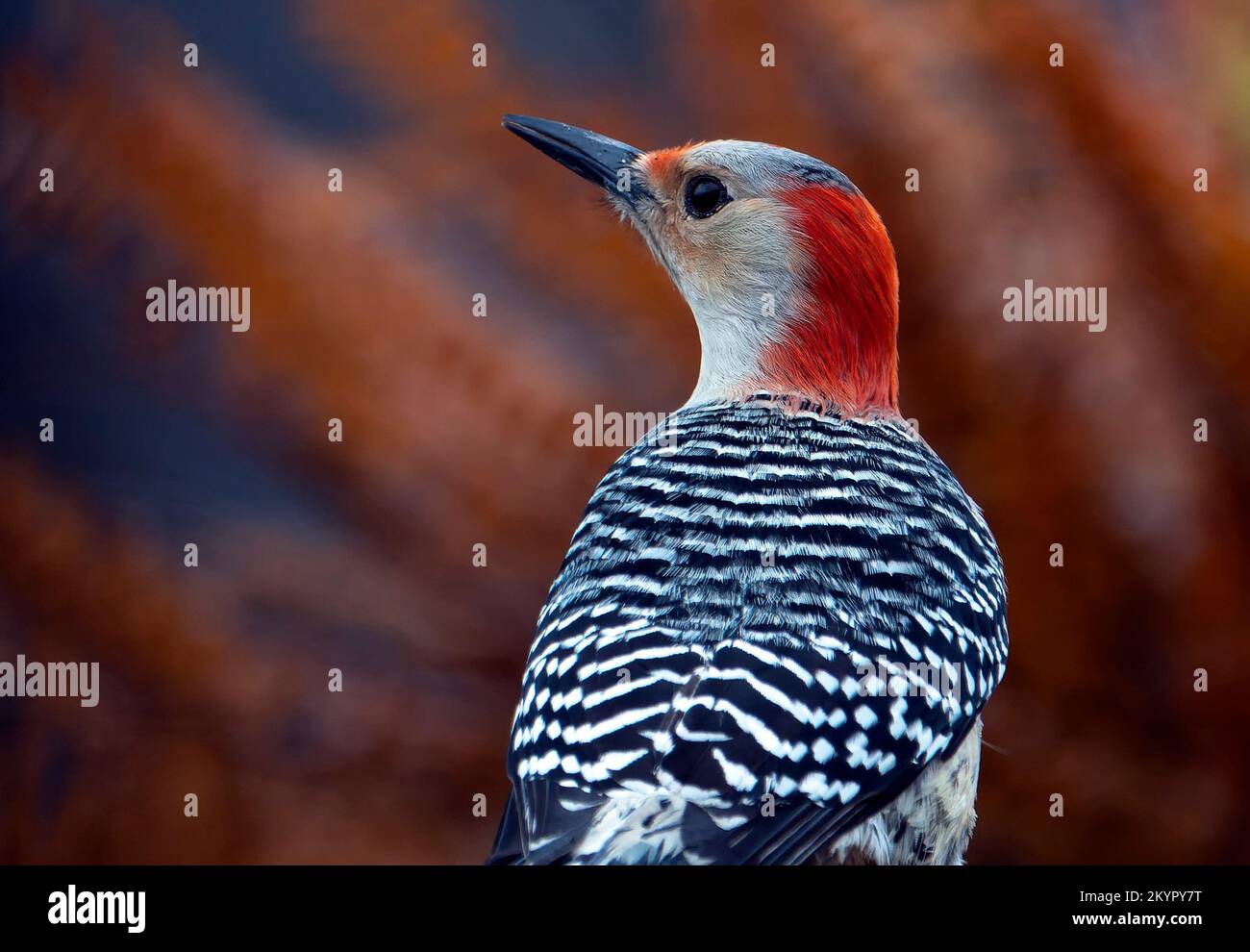 Woodpecker on the deck in front of golden plant Stock Photo - Alamy