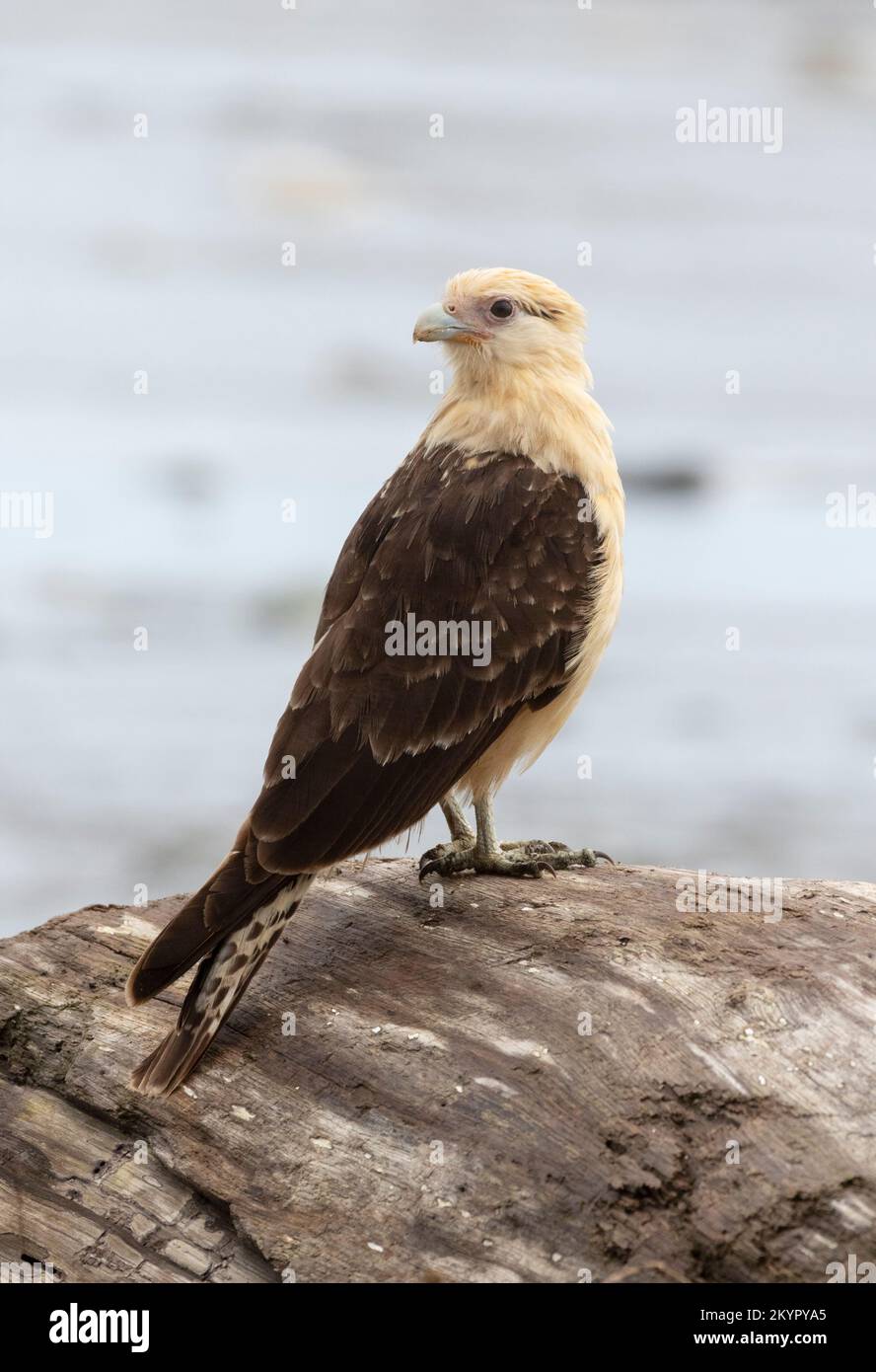 The Yellow-headed Caracara (Daptrius chimachima), Corcovado national ...