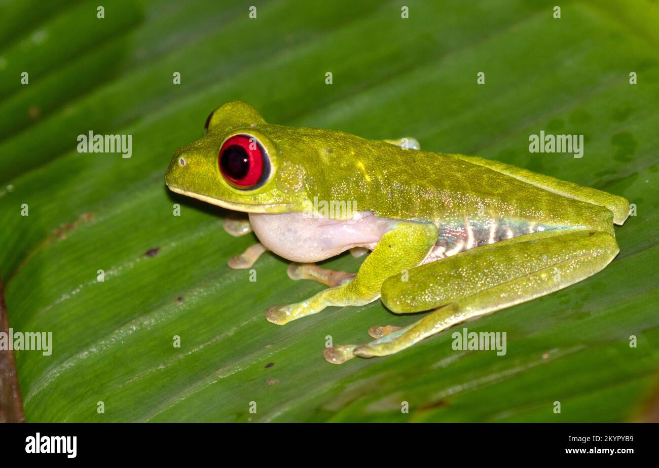 Red-eyed tree frog (Agalychnis callidryas) singing in the night, Costa ...