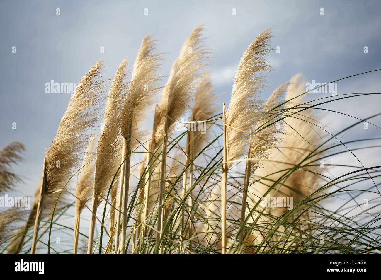 Decorative fluffy dry reed growing in park sways with gusts of wind on ...