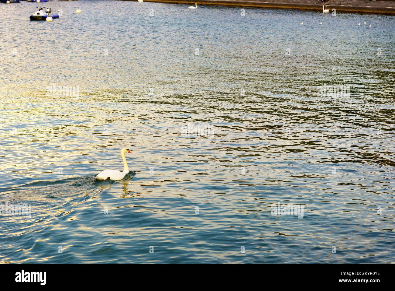 White swan the Lake Geneva Stock Photo - Alamy