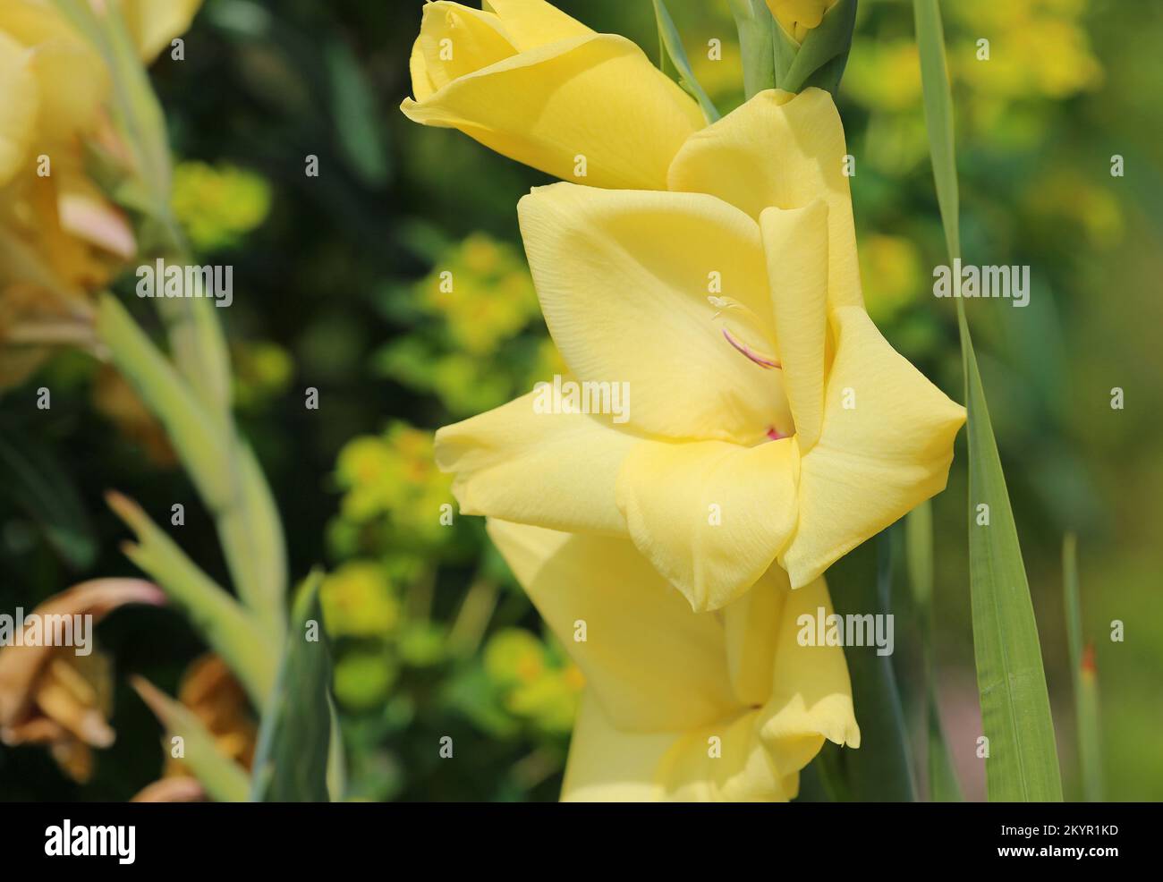 Yellow gladiolus - California Stock Photo - Alamy