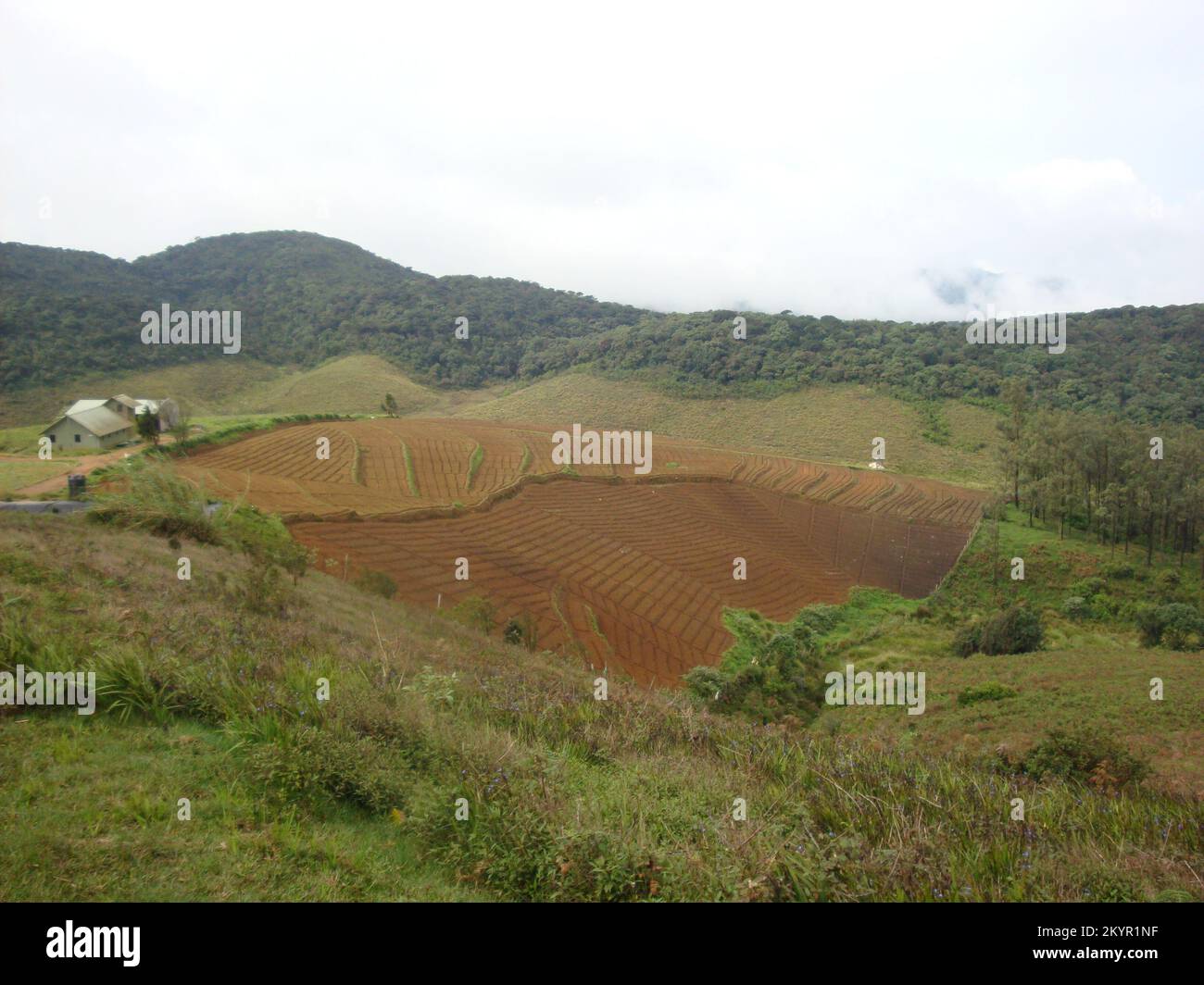A beautiful farm in the hill country, Nuwara Eliya, Sri Lanka Stock ...