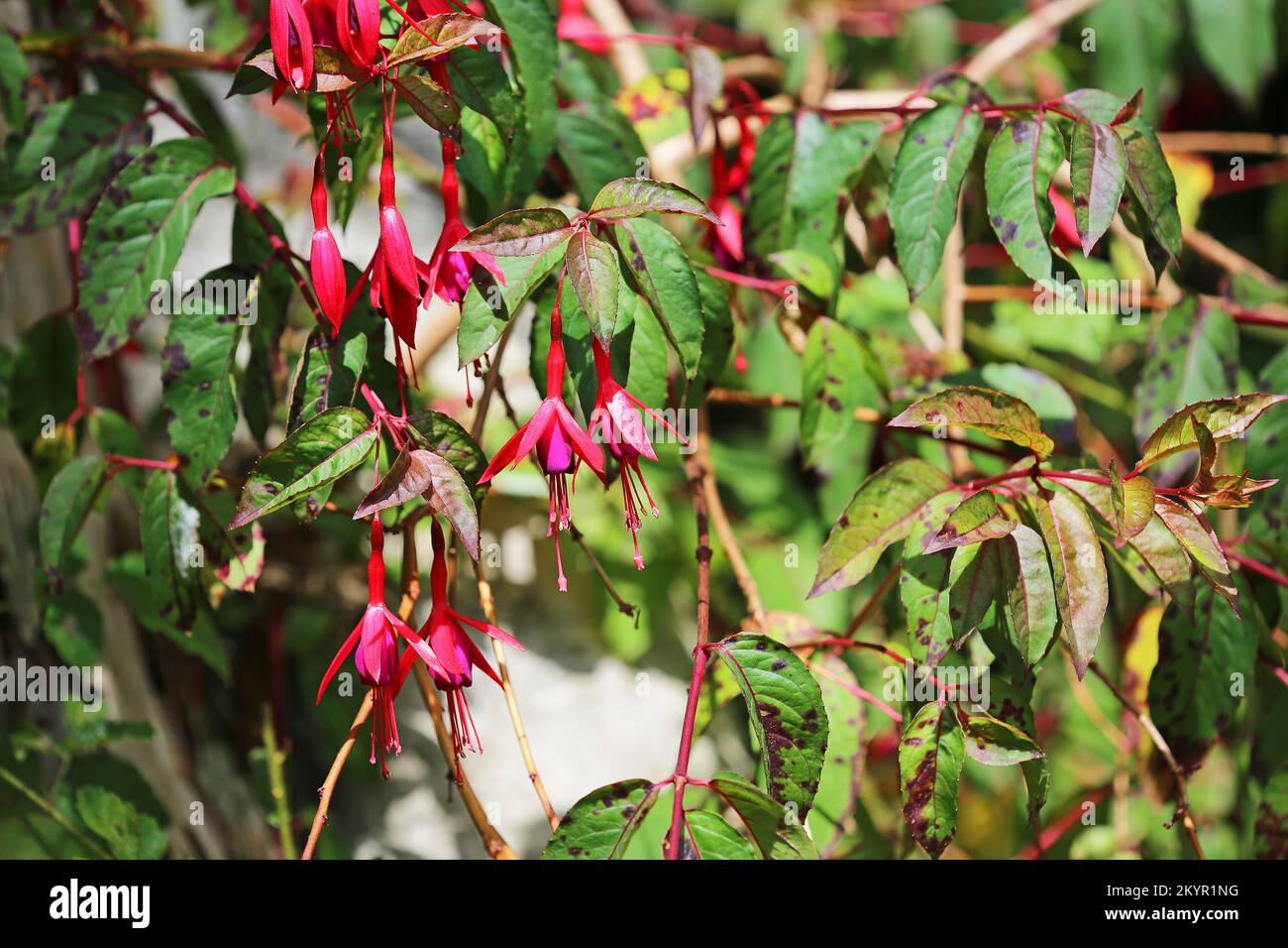 Red fuchsia - California Stock Photo - Alamy