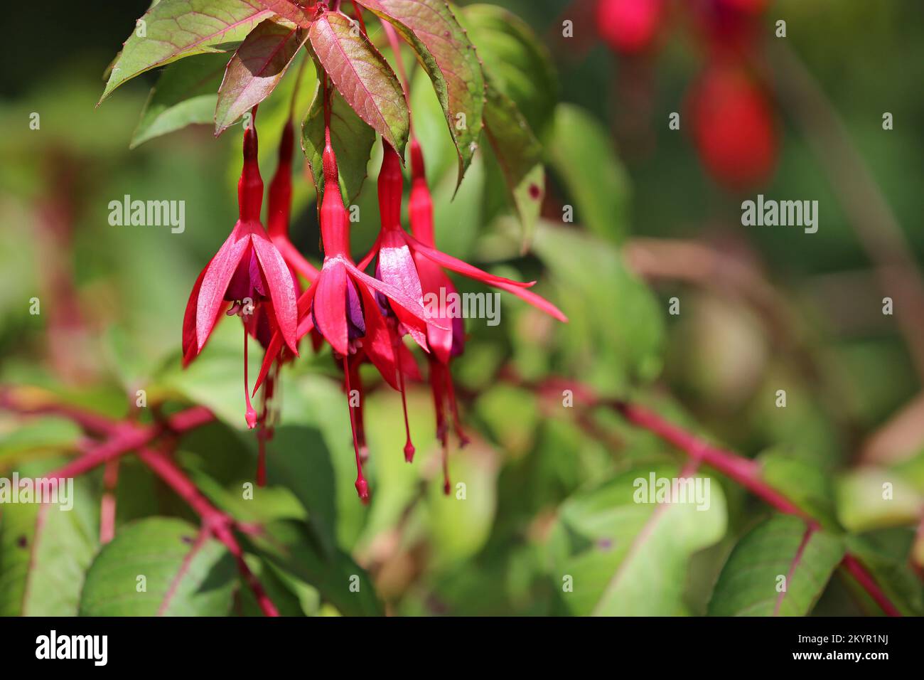 Fuchsia gardens hi-res stock photography and images - Alamy