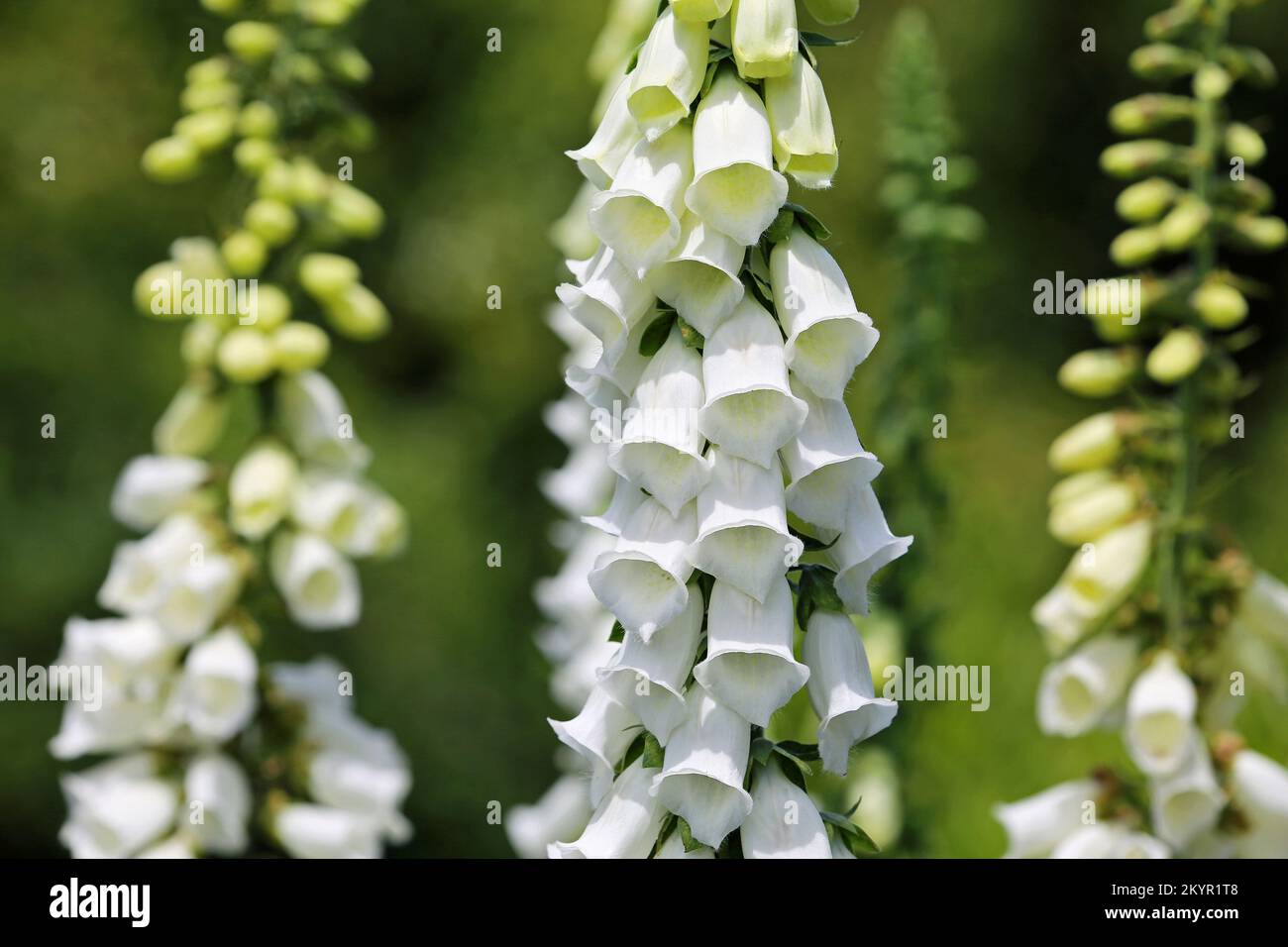 Colorful foxgloves hi-res stock photography and images - Alamy