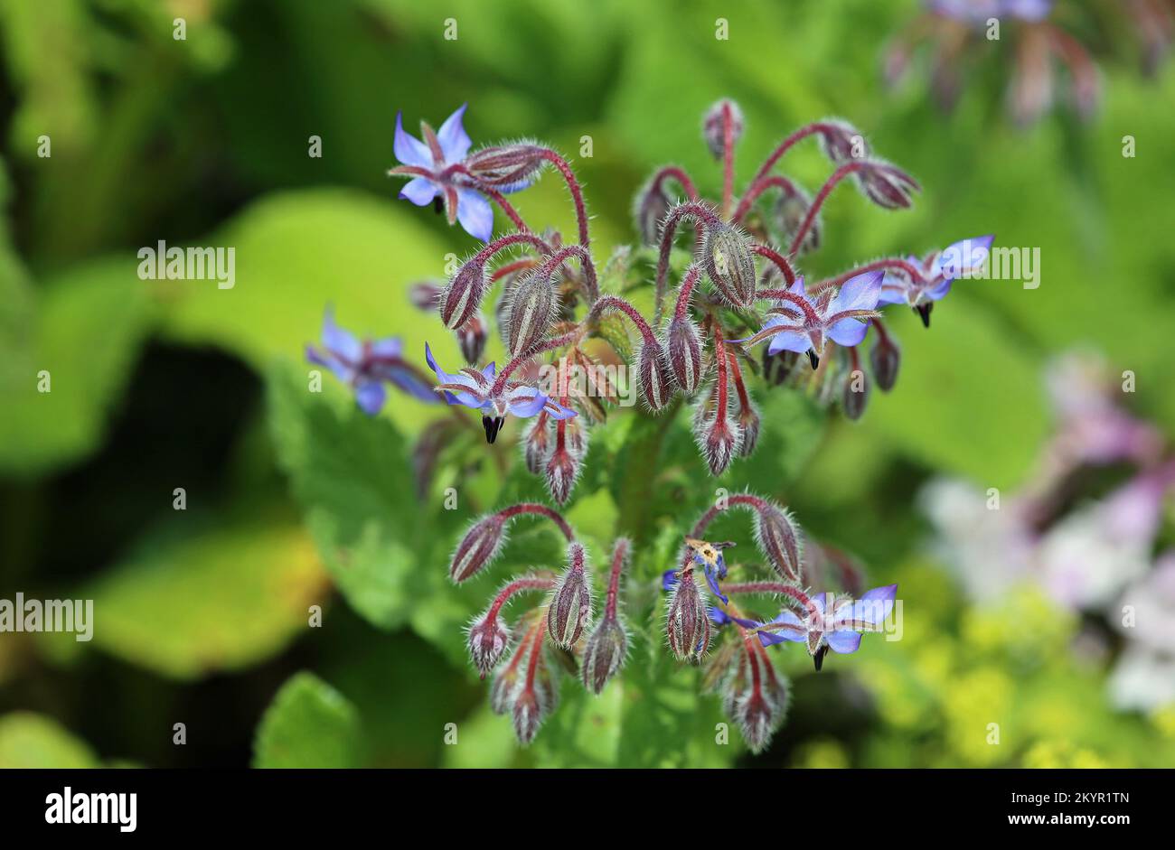 Solanum flowers - California Stock Photo - Alamy