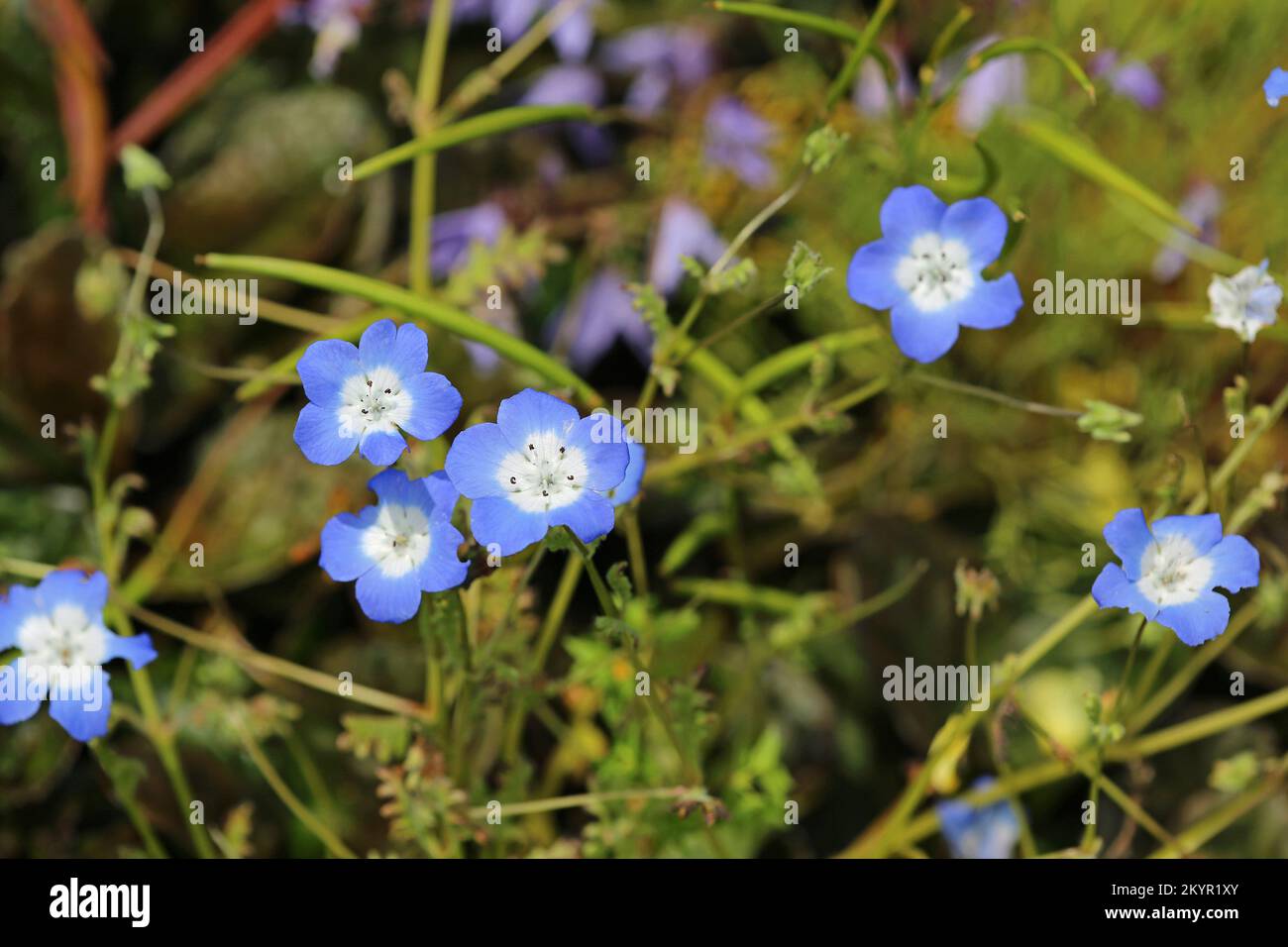 Baby blue eyes flower hi-res stock photography and images - Alamy