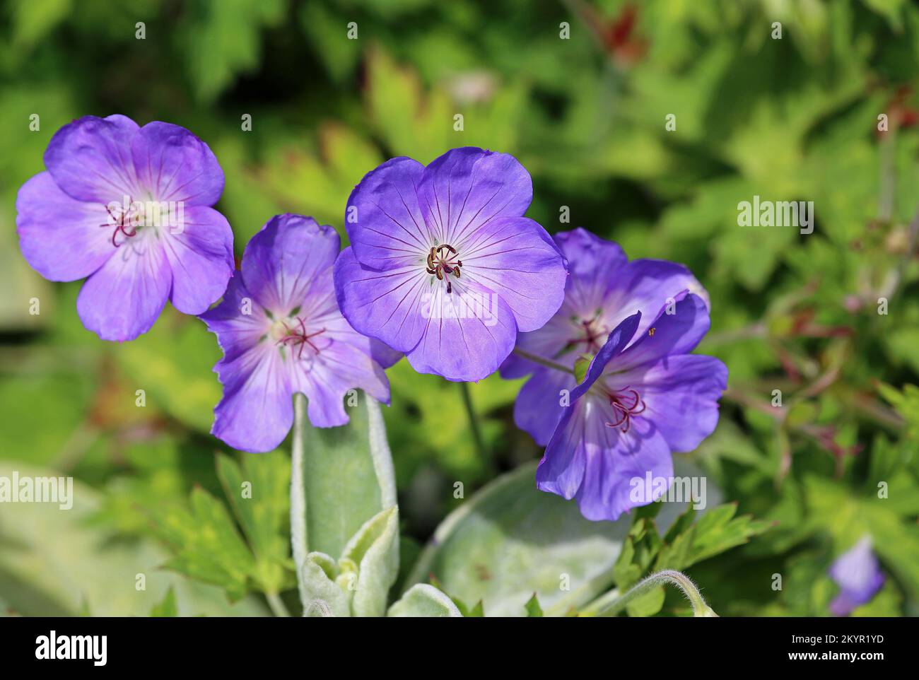 Wild geranium - California Stock Photo - Alamy