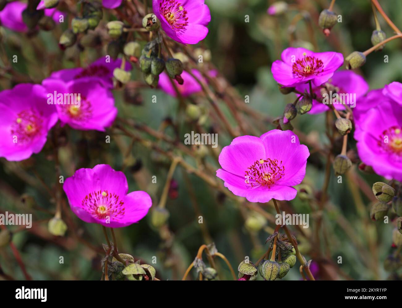 Calandrinia hi-res stock photography and images - Alamy