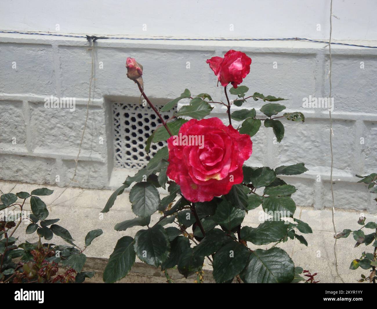 Beautiful flowers in Victoria Park, Nuwara Eliya, Sri Lanka Stock Photo ...