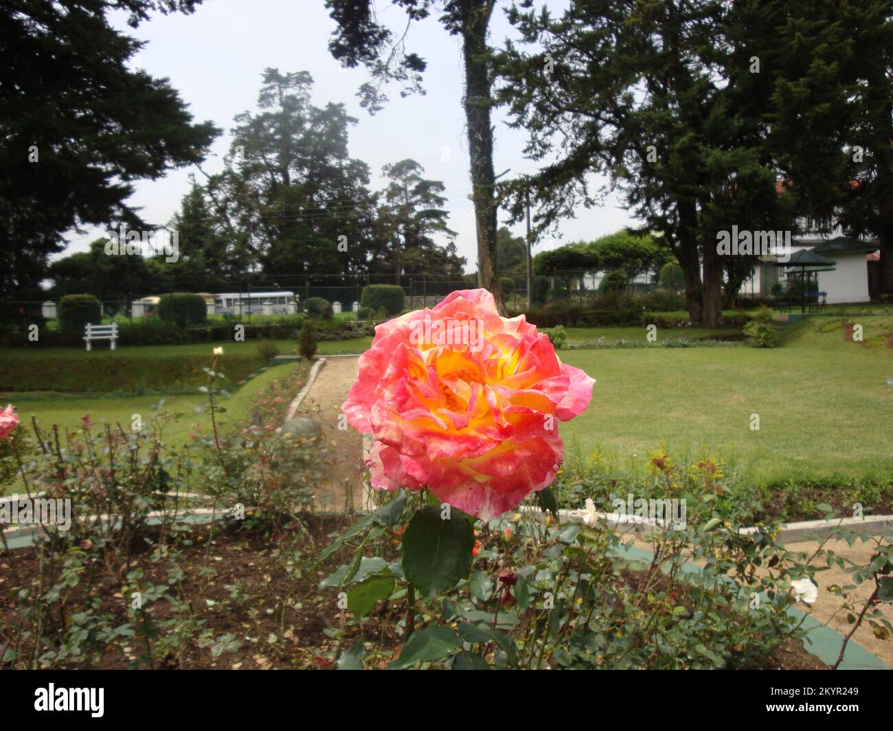 Beautiful flowers in Victoria Park, Nuwara Eliya, Sri Lanka Stock Photo ...