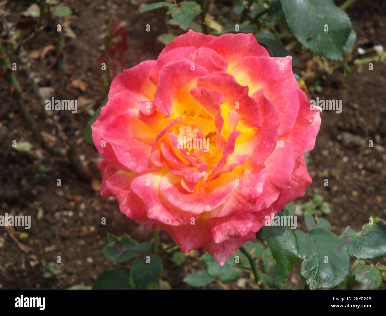 Beautiful flowers in Victoria Park, Nuwara Eliya, Sri Lanka Stock Photo ...